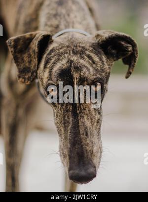 Closeup of a brindle greyhound Stock Photo - Alamy