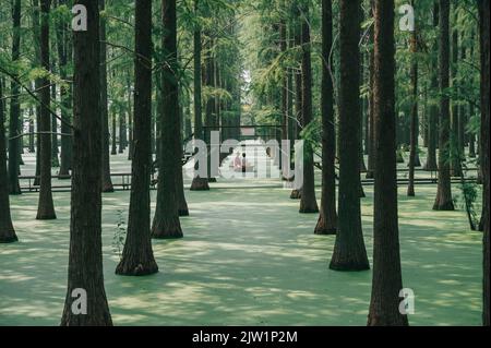 YANGZHOU, CHINA - SEPTEMBER 1, 2022 - Tourists take a boat ride in the ...
