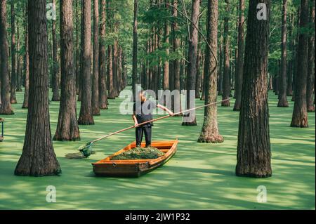YANGZHOU, CHINA - SEPTEMBER 1, 2022 - Duckweed on water at Luyang Lake ...