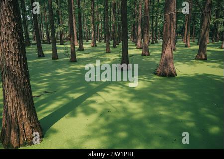 YANGZHOU, CHINA - SEPTEMBER 1, 2022 - Duckweed on water at Luyang Lake ...