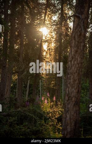 Pink fireweed flowers on spring meadow Stock Photo - Alamy