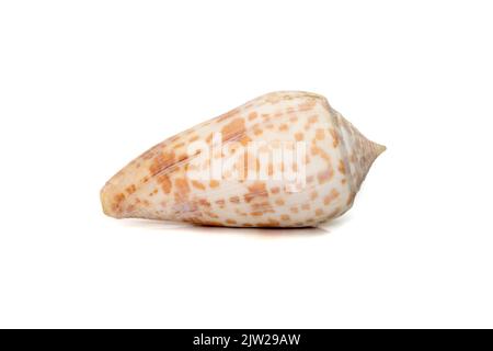Image of conus tessulatus, common name the tessellated cone, is a ...