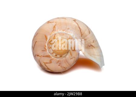 Image of cymbiola nobilis sea shell is a marine gastropod mollusk in ...