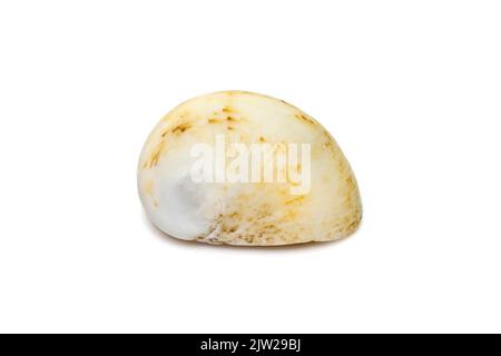 Nerita is a genus of medium-sized to small sea snails with a gill and ...