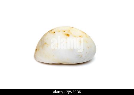 Nerita is a genus of medium-sized to small sea snails with a gill and ...