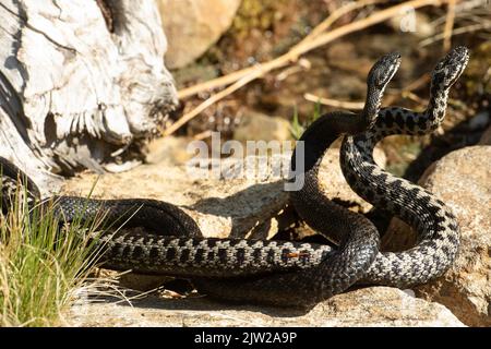 Adder two snakes in commentary fight in front of green moss standing ...