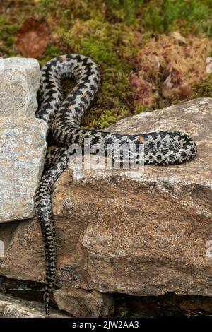 Common adder or viper lie on the ground Stock Photo - Alamy