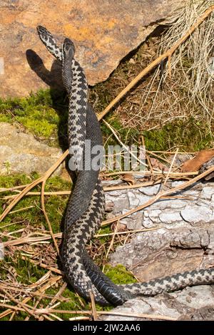 Adder two snakes entwined in a commentary fight side by side standing ...
