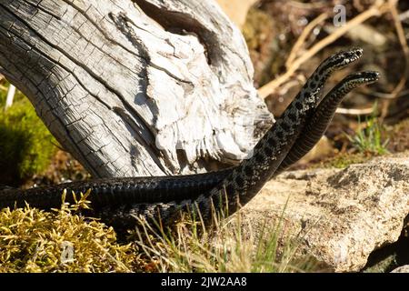 Adder two snakes in commentary fight entangled on stones standing tall ...