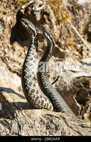 Adder seeing two snakes in a commentary fight in front of a tree trunk ...