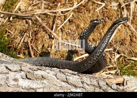 Adder seeing two snakes in a commentary fight in front of a tree trunk ...