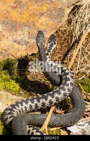 Adder two snakes in commentary fight in front of green moss standing ...