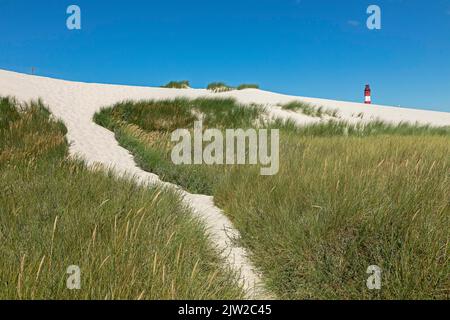 dunes, hiking trail, lighthouse, Amrum Island, North Friesland ...