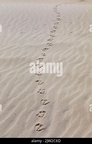 Footprints of seagulls, Kniepsand beach, Amrum Island, North Frisia ...