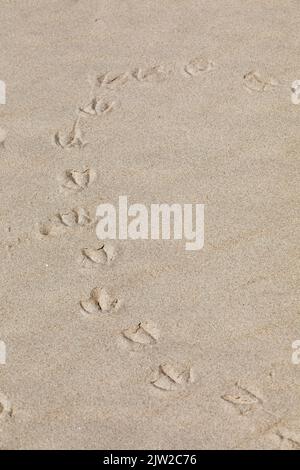 Footprints of seagulls, Kniepsand beach, Amrum Island, North Frisia ...