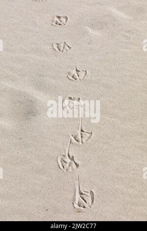 Footprints of seagulls, Kniepsand beach, Amrum Island, North Frisia ...