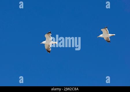 Flying lesser black-backed gulls (Larus fuscus), Amrum Island, North ...