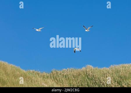 Flying seagulls, dunes, Amrum Island, North Frisia, Schleswig-Holstein ...