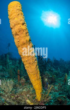 sponge (Aplysina fistularis), gardens of the queen national park, Cuba ...
