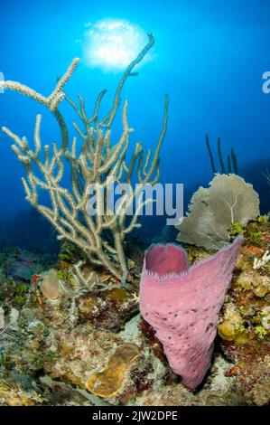 Plexaurella sp. seafan, gardens of the queen national park, Cuba ...