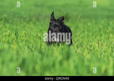 Short haired black American Staffordshire Terrier running on grassy ...