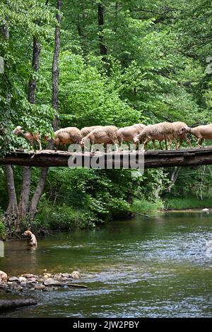 Flock of sheep crossing the river by an old bridge. Kirklareli city ...