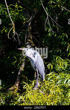 Grey Heron in the trees digesting his meal Stock Photo - Alamy