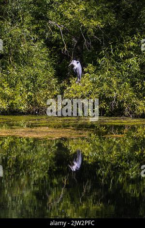 Grey Heron in the trees digesting his meal Stock Photo - Alamy