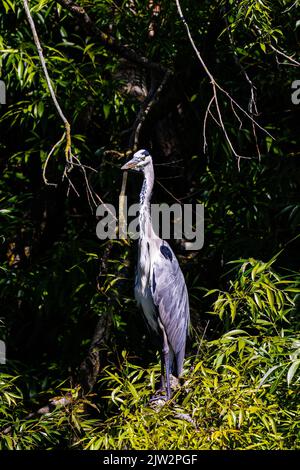 Grey Heron in the trees digesting his meal Stock Photo - Alamy