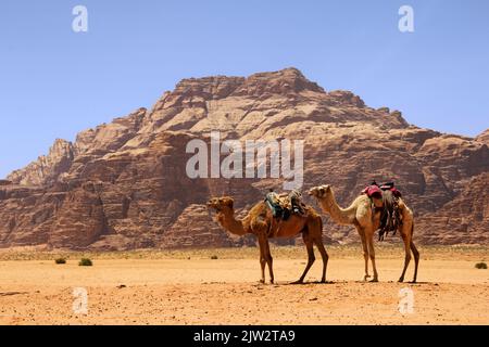 A beautiful scene of a Wadi Rum Reserve with orange sand and cliffs in ...