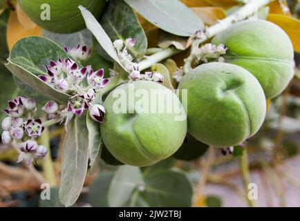 Apple of Sodom, Sahara desert, Libya Stock Photo - Alamy