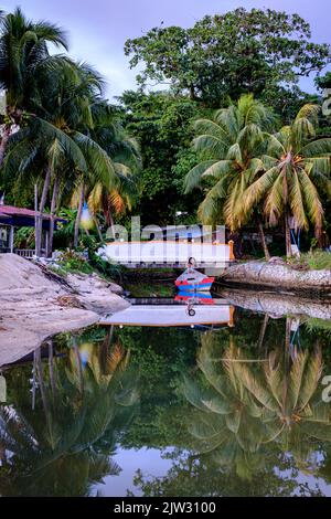 Palm tree at beach in Penang, Malaysia Stock Photo - Alamy