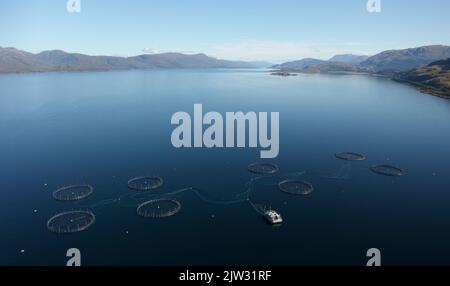 Fish farm salmon round nets in natural environment Loch Fyne Arygll and ...