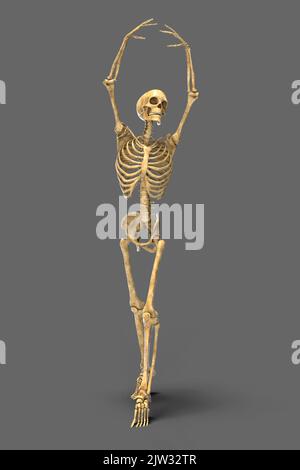 Dancing skeleton, illustration. A human skeleton in a ballet pose Stock ...