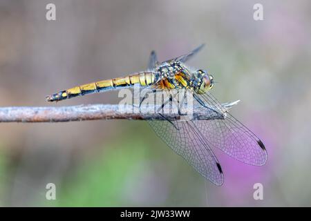 A common darter dragonfly in summer in mid Wales Stock Photo - Alamy