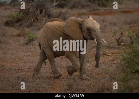 African bush elephant crosses savannah raising foot Stock Photo - Alamy