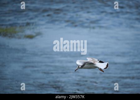 Seagull chick hovering over water Stock Photo - Alamy