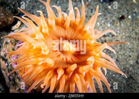 Red Stomphia Anemone underwater in the St. Lawrence River in Canada ...