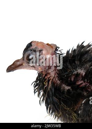 Pigeon with avian poxvirus infection, pigeon disease Stock Photo - Alamy