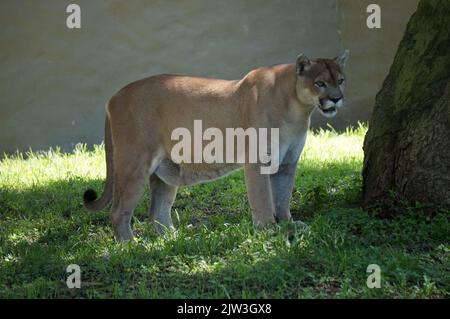 Female puma of the Guadalajara Zoo Stock Photo - Alamy