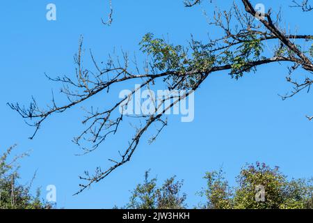 Ash dieback disease signs in ash trees (Fraxinus excelsior), caused by ...