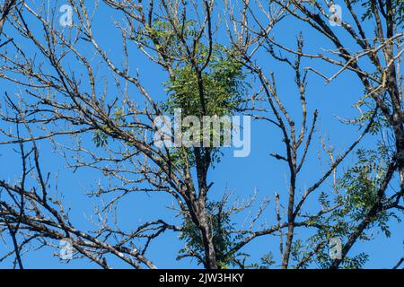 Ash dieback disease signs in ash trees (Fraxinus excelsior), caused by ...