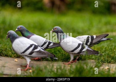 A closeup shot of Homing pigeons on the metallic fence with a blurred ...