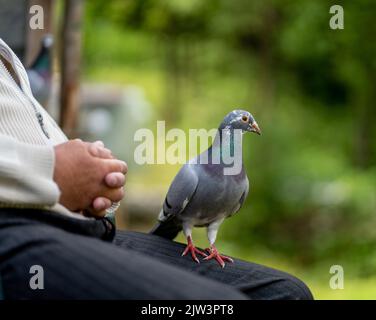 A closeup shot of a Homing pigeon perched on the leg of an old man ...