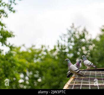 A closeup shot of a Homing pigeon perched on the leg of an old man ...