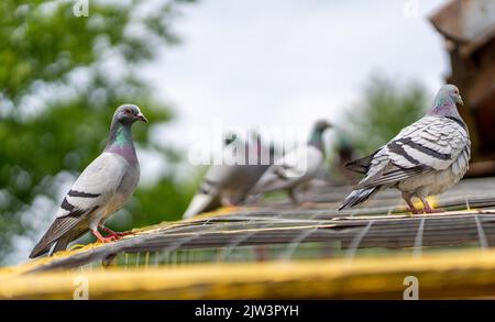 A closeup shot of Homing pigeons on the metallic fence with a blurred ...