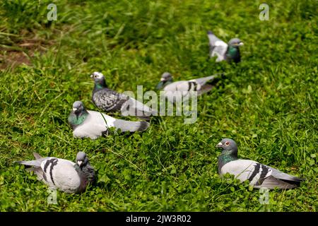 A closeup shot of Feral pigeons on the slate roof with blurred ...