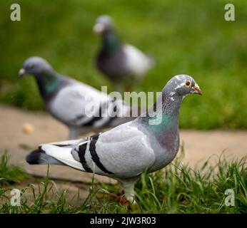 A closeup shot of Homing pigeons on the metallic fence with a blurred ...