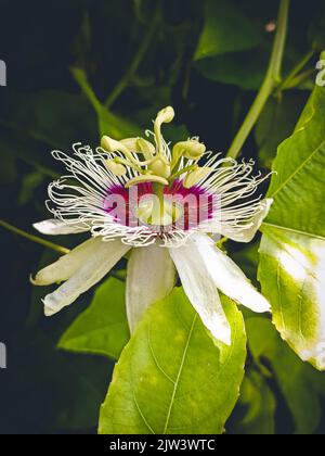 Portrait of a white tang flower Stock Photo - Alamy