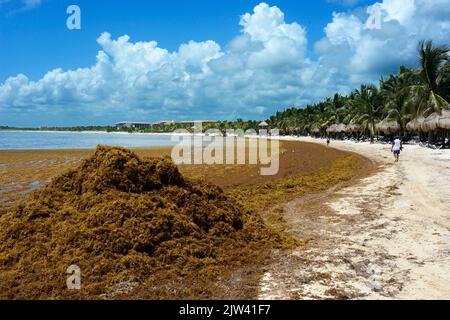A thick brown tide seaweed covers the coasts caribbean Cancun., Yucatan ...